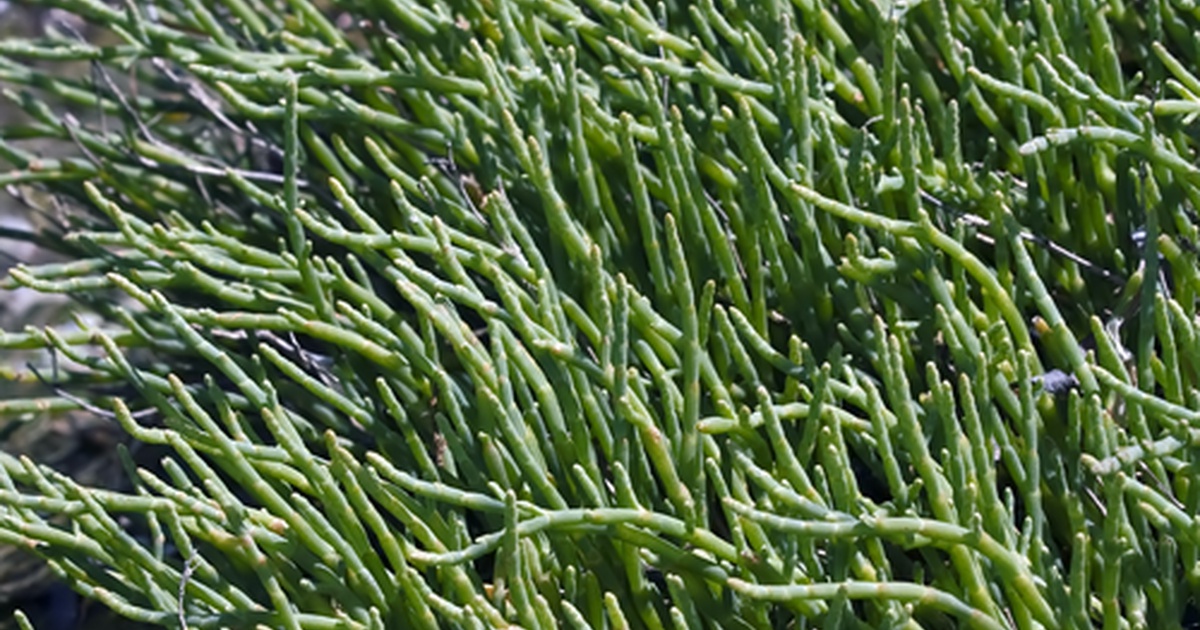 Motar i recepti s njime | Gastronaut