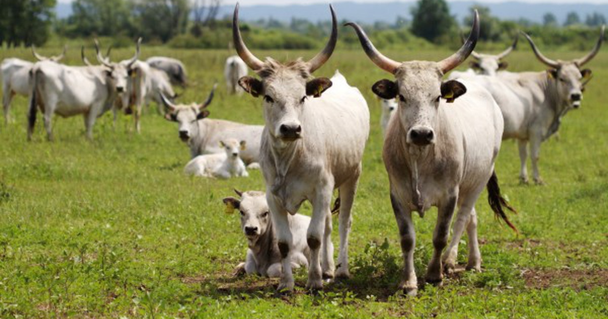 Podolac i Gastronauti | Gastronaut